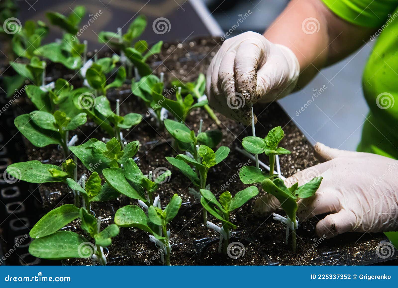 Seedlings are Grown in the Laboratory Stock Photo - Image of equipment ...