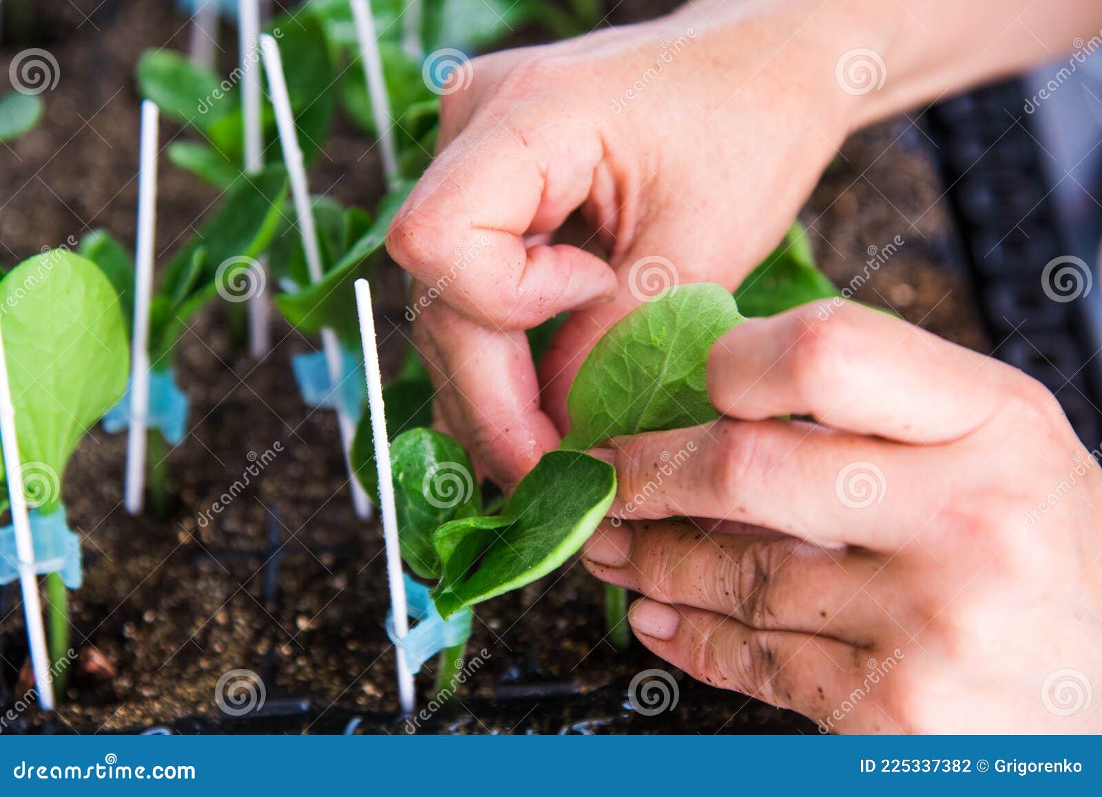 Seedlings are Grown in the Laboratory Stock Photo - Image of growing ...