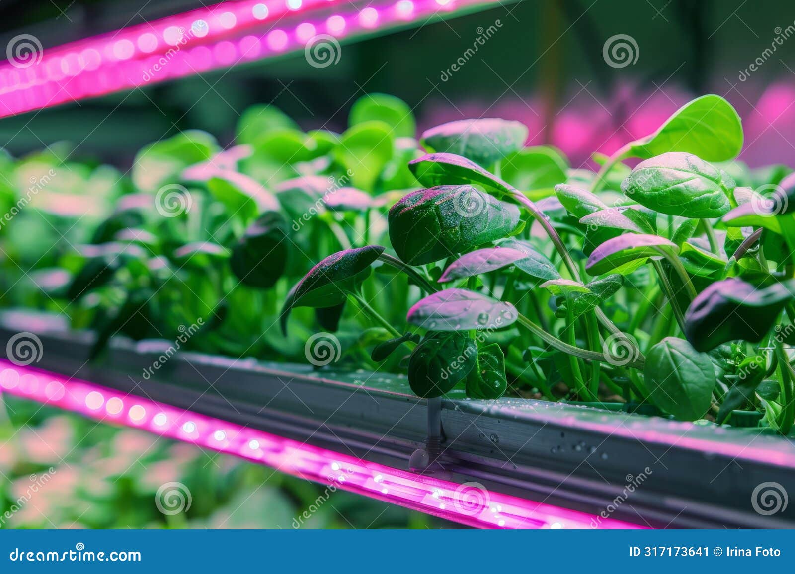 Seedlings on Hydroponic Farm with Pink LED Lighting Stock Image - Image ...