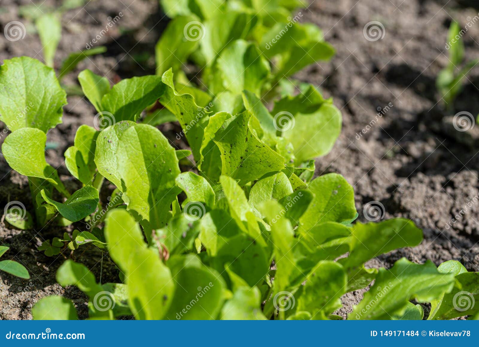 Seedlings of Lettuce in the Garden. Useful Grass in the Garden. Close ...