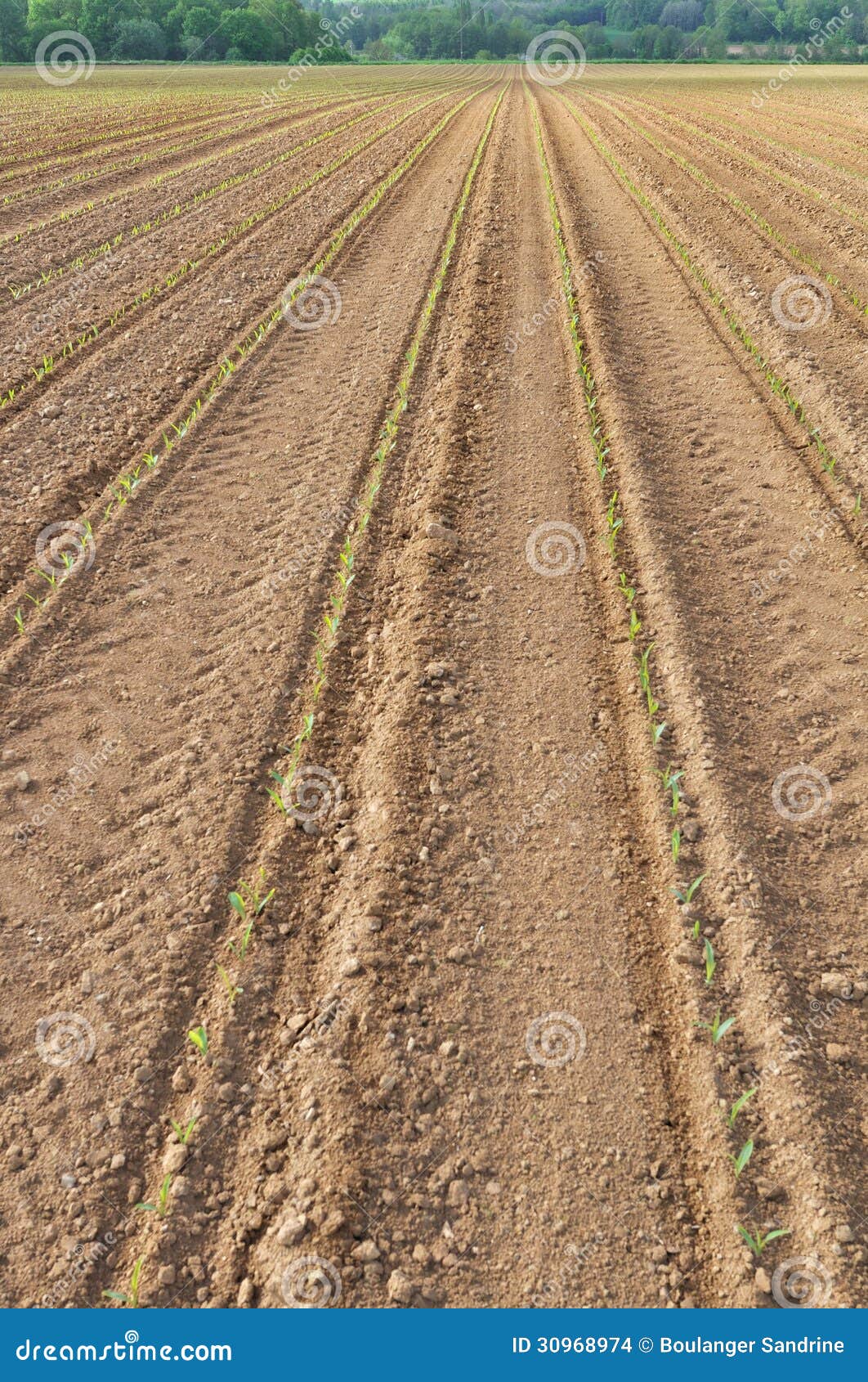 Seedlings of maize stock photo. Image of rows, land, seeds - 30968974