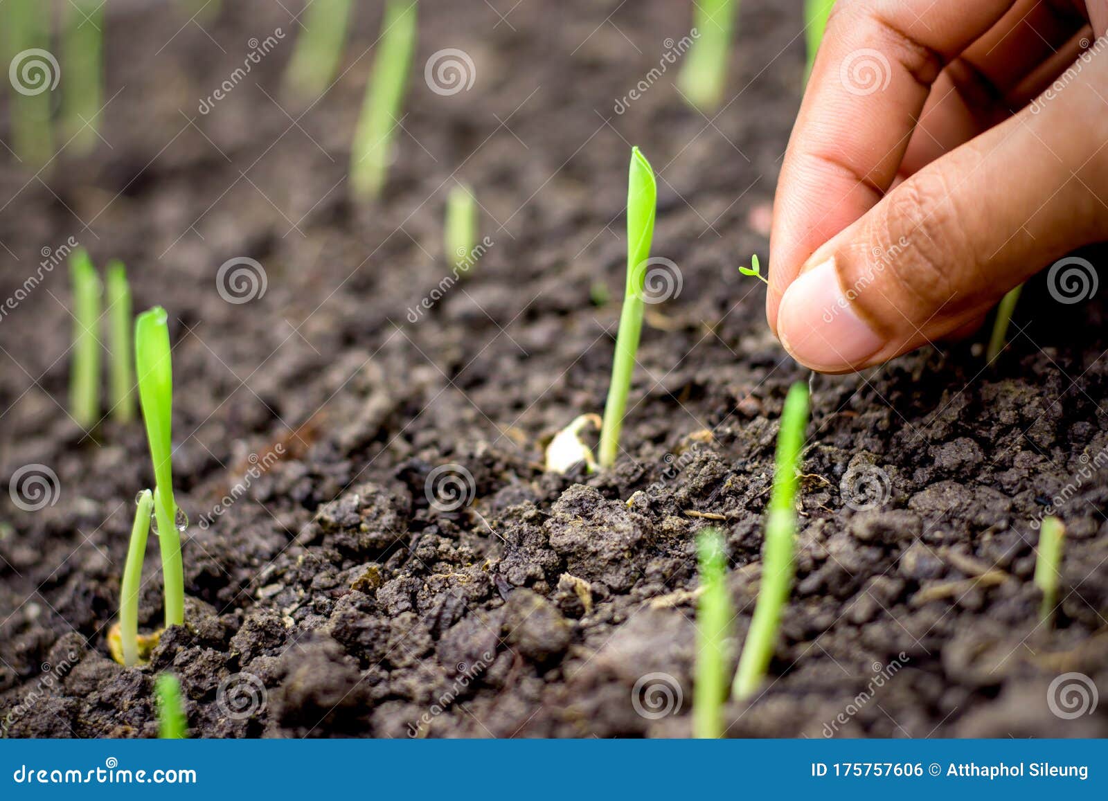 Seedlings stock photo. Image of life, green, nature - 175757606