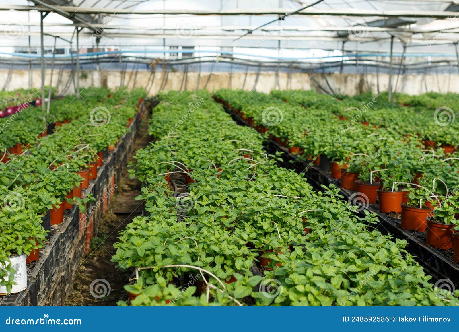 Seedlings of Mint Growing in Hothouse Stock Photo - Image of gardening ...