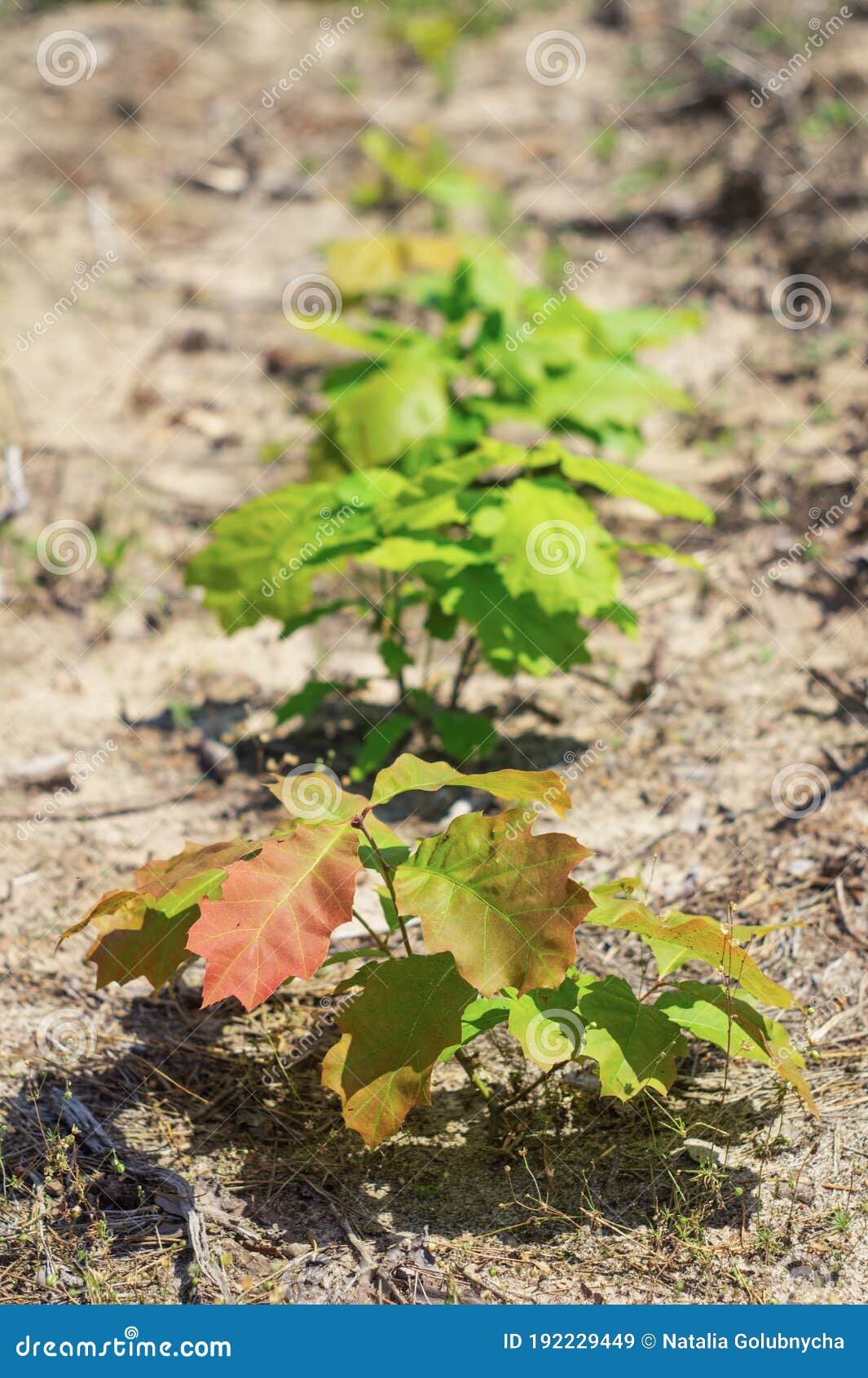 Seedlings of Northern Red Oak in the Forest Stock Image - Image of ...