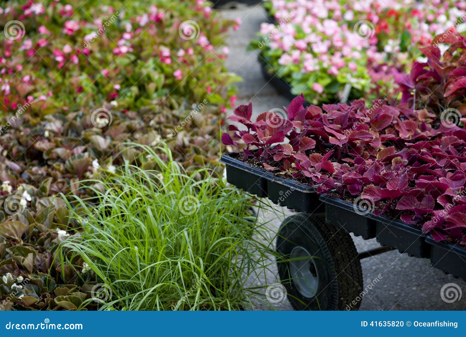 Seedlings nursery garden stock photo. Image of borrow - 41635820