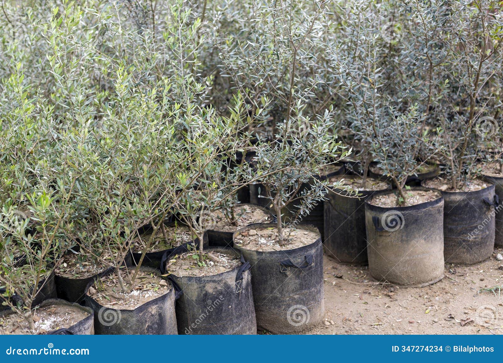 Seedlings of Olive Trees Growing in Plant Nursery Stock Photo - Image ...