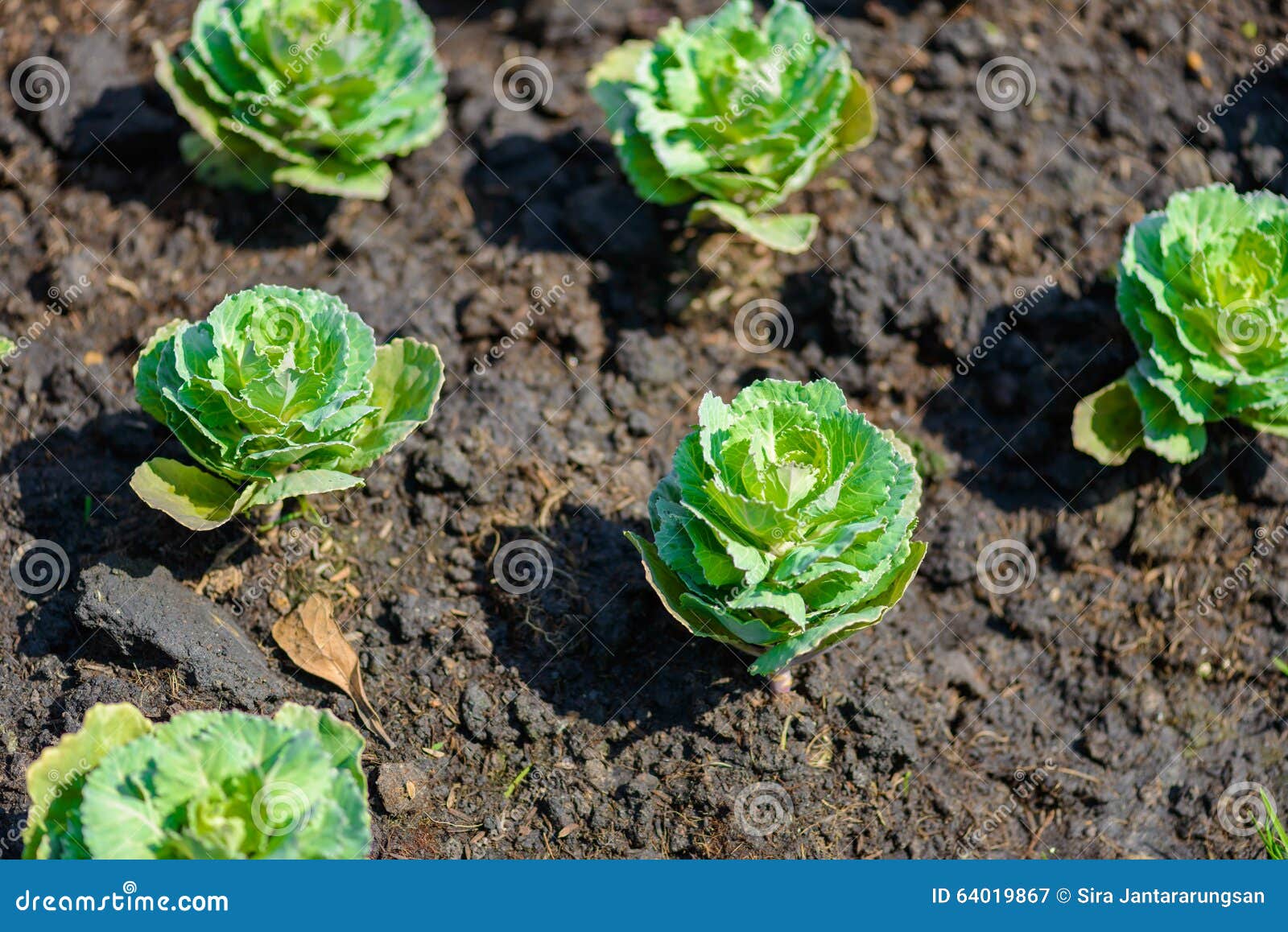 Seedlings, Ornamental Plants Stock Image - Image of nature, spring ...