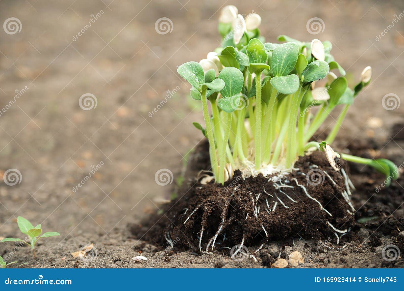 Seedlings in Peat Pots. the Processes of Young Plants on the Background ...