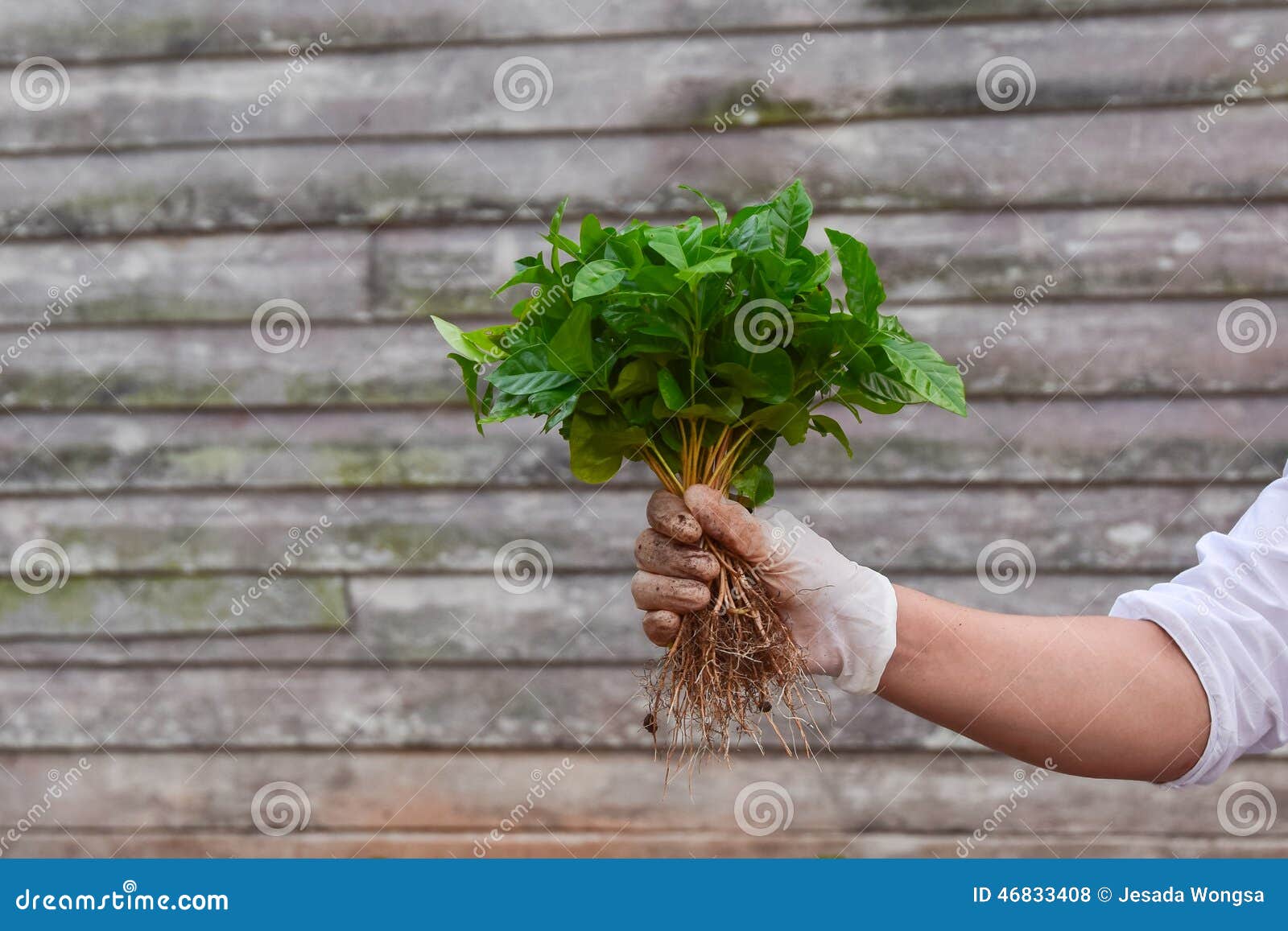Seedlings Plant with Root in Hand for Stock Photo - Image of hand, body ...