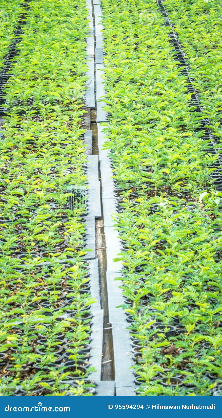 Seedlings of plant stock photo. Image of carbon, offspring - 95594294