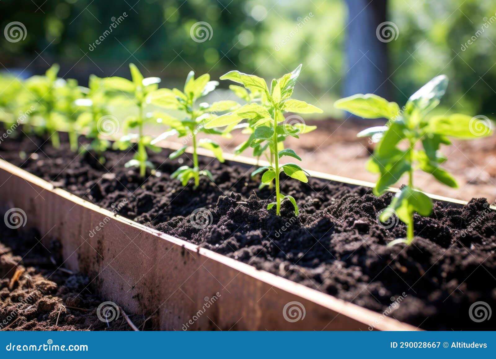 Seedlings Planted in a Row in a Garden Bed Stock Image - Image of ...