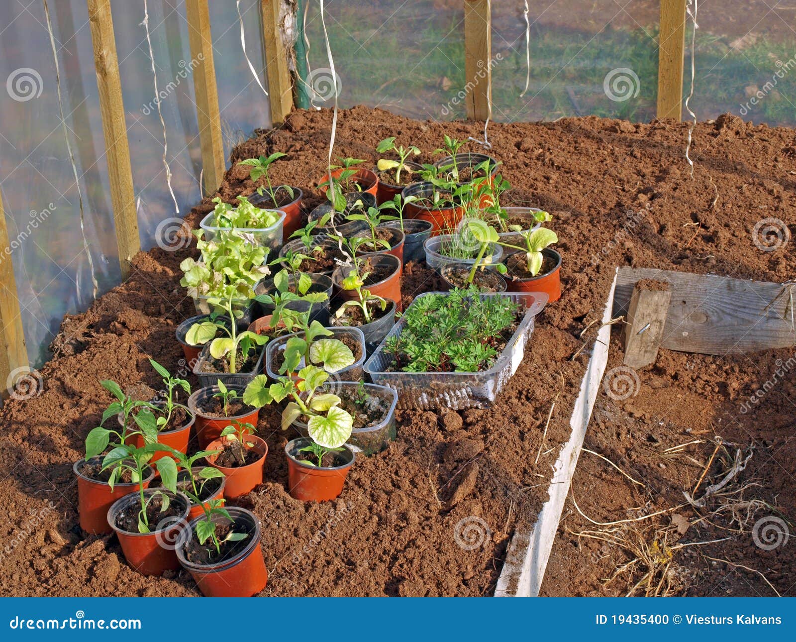 Seedlings for planting stock photo. Image of ready, homemade - 19435400
