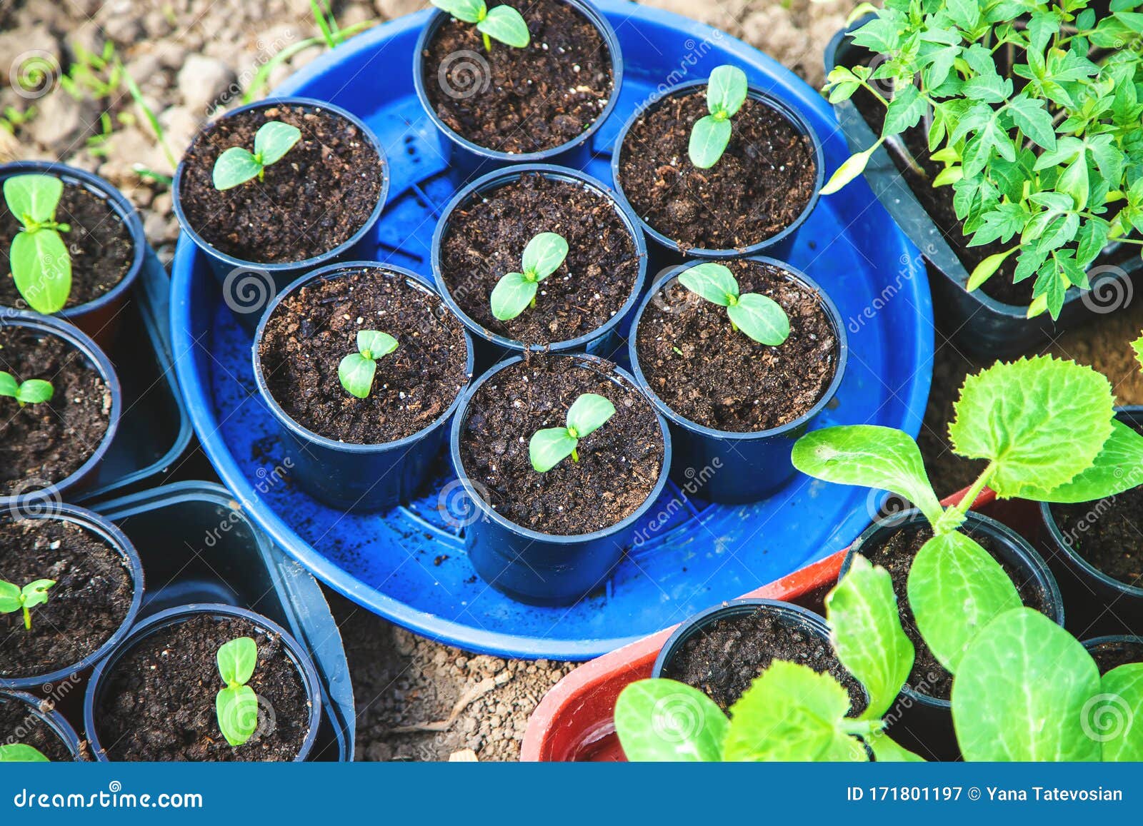 Seedlings for Planting Garden Plants in the Spring. Selective Focus ...