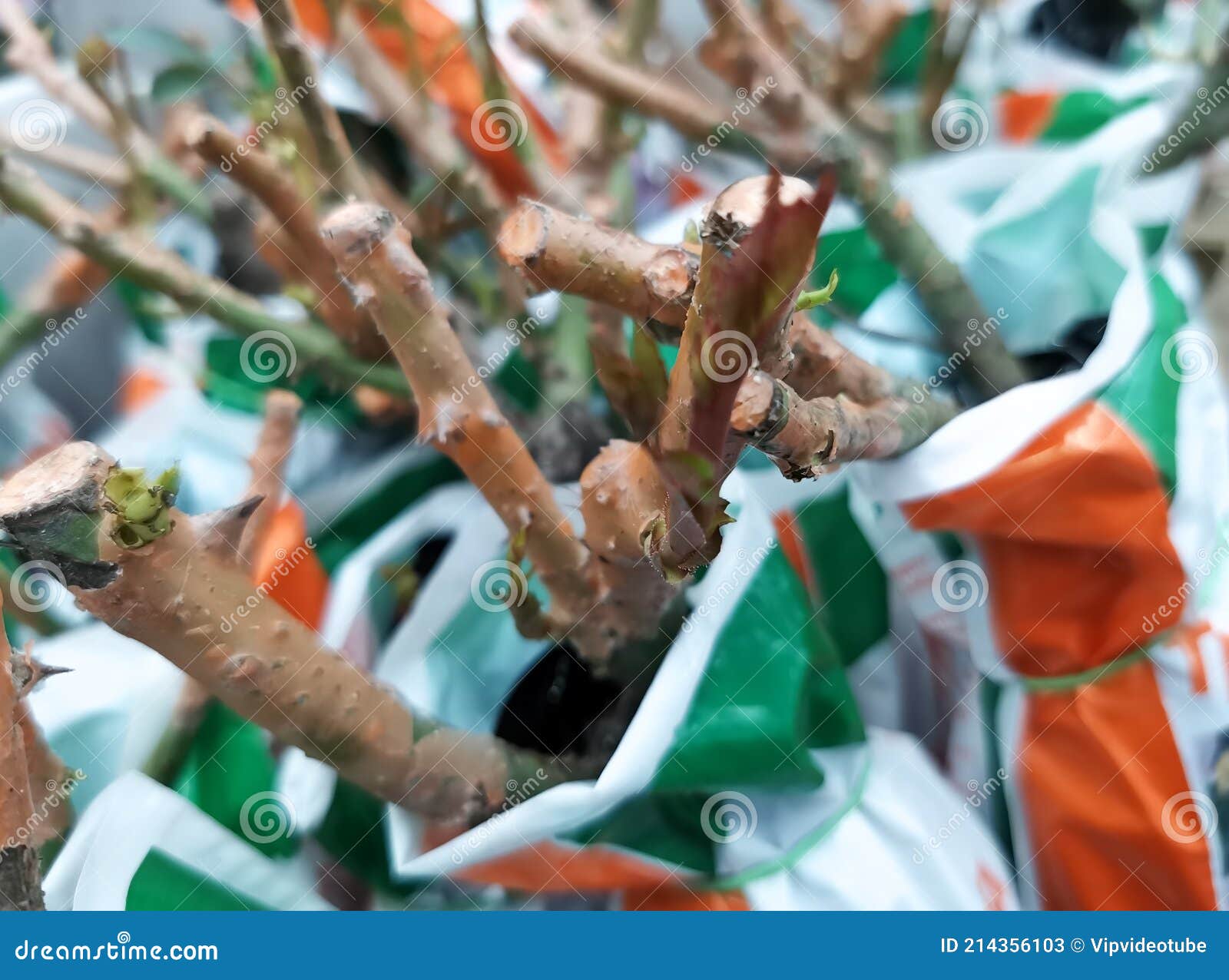 Seedlings of Plants, Packed in Packaging, Ready for Sale Stock Image ...