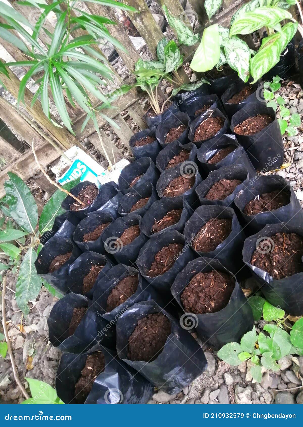 Seedlings Plastic Bags with Soil Content Stock Image - Image of bags ...