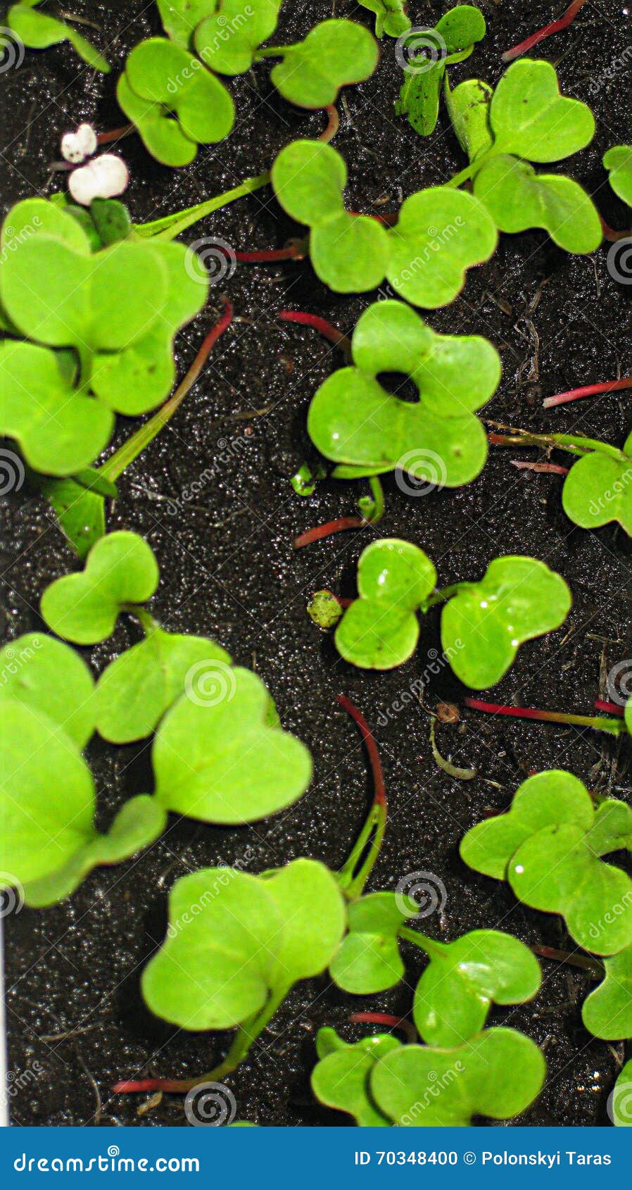 Seedlings Radishes in the Ground Stock Photo - Image of food, ground ...