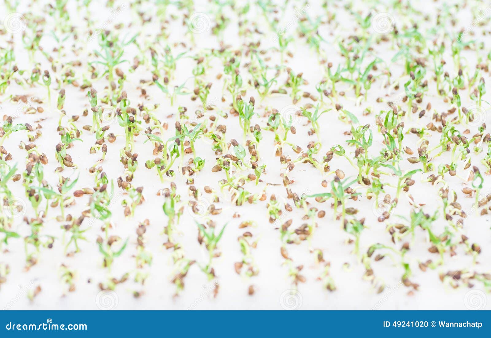 Seedlings Raising from Seed Stock Photo - Image of healthy, farm: 49241020