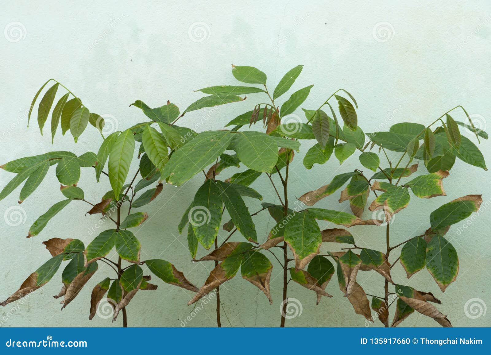 Seedlings of Rambutan tree stock photo. Image of nursery - 135917660
