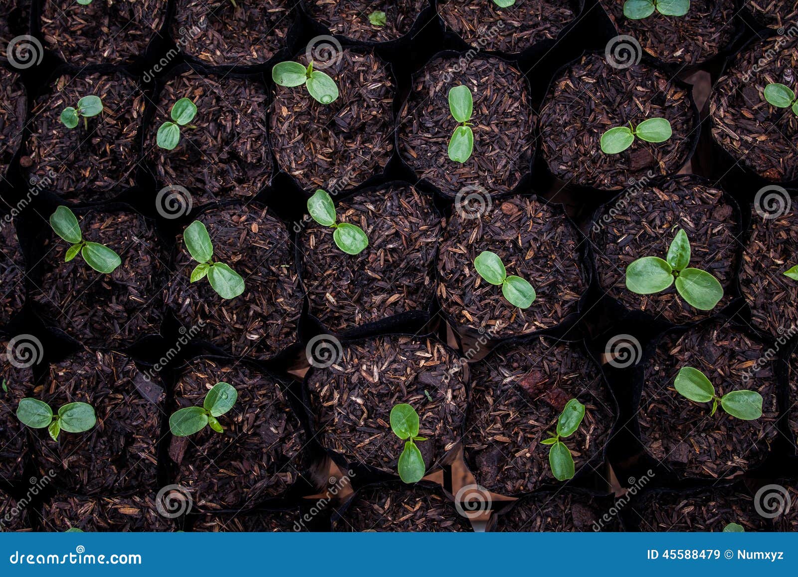 Seedlings are Ready for Planting for Species To Stock Image - Image of ...