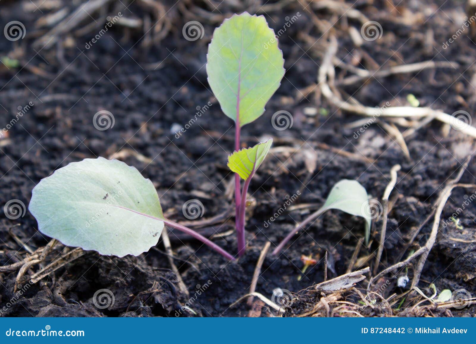 The Seedlings of Red Cabbage Growing Stock Photo - Image of greenhouse ...