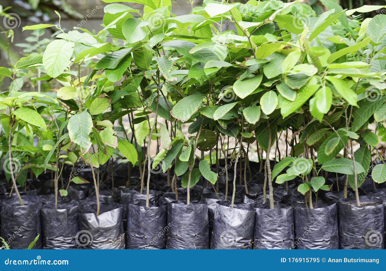 Seedlings for Reforestation. Stock Image - Image of environmental ...