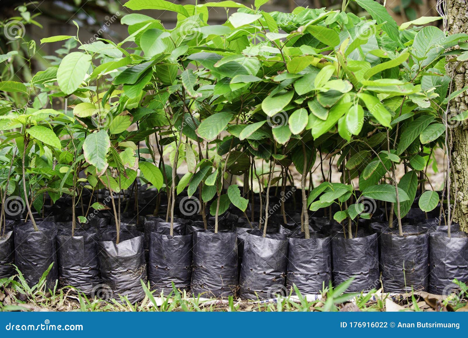 Seedlings for Reforestation. Stock Photo - Image of care, conservation ...