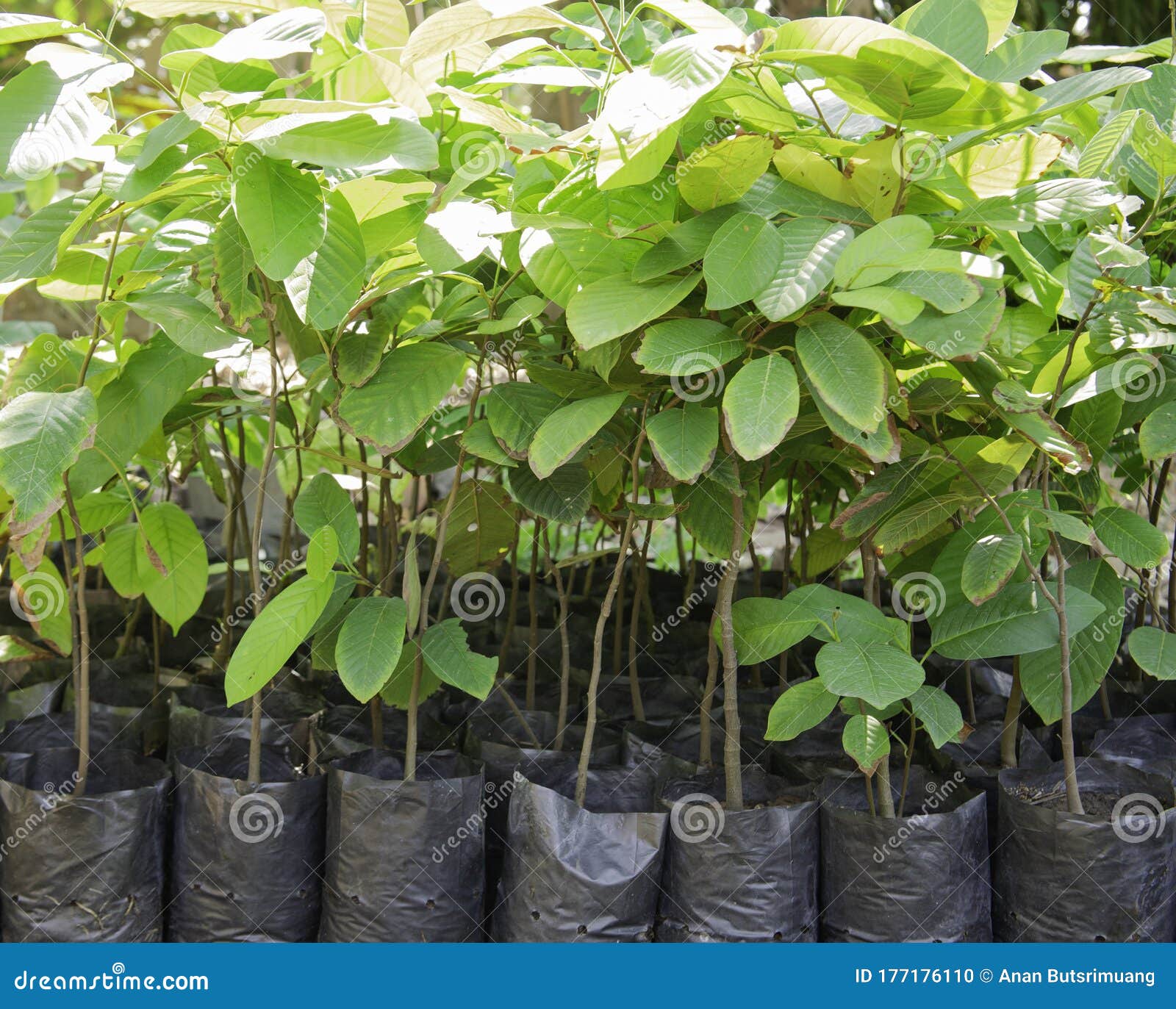 Seedlings for Reforestation. Stock Photo - Image of cultivation ...