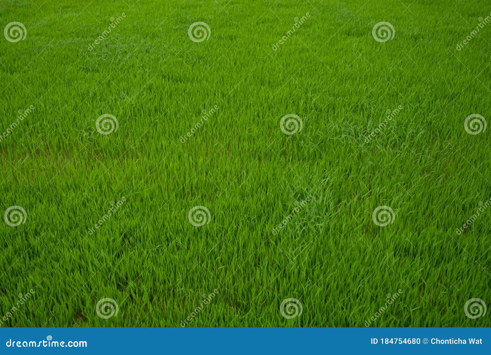 Rice are Growing in the Paddy Fields, Top View Stock Photo - Image of ...
