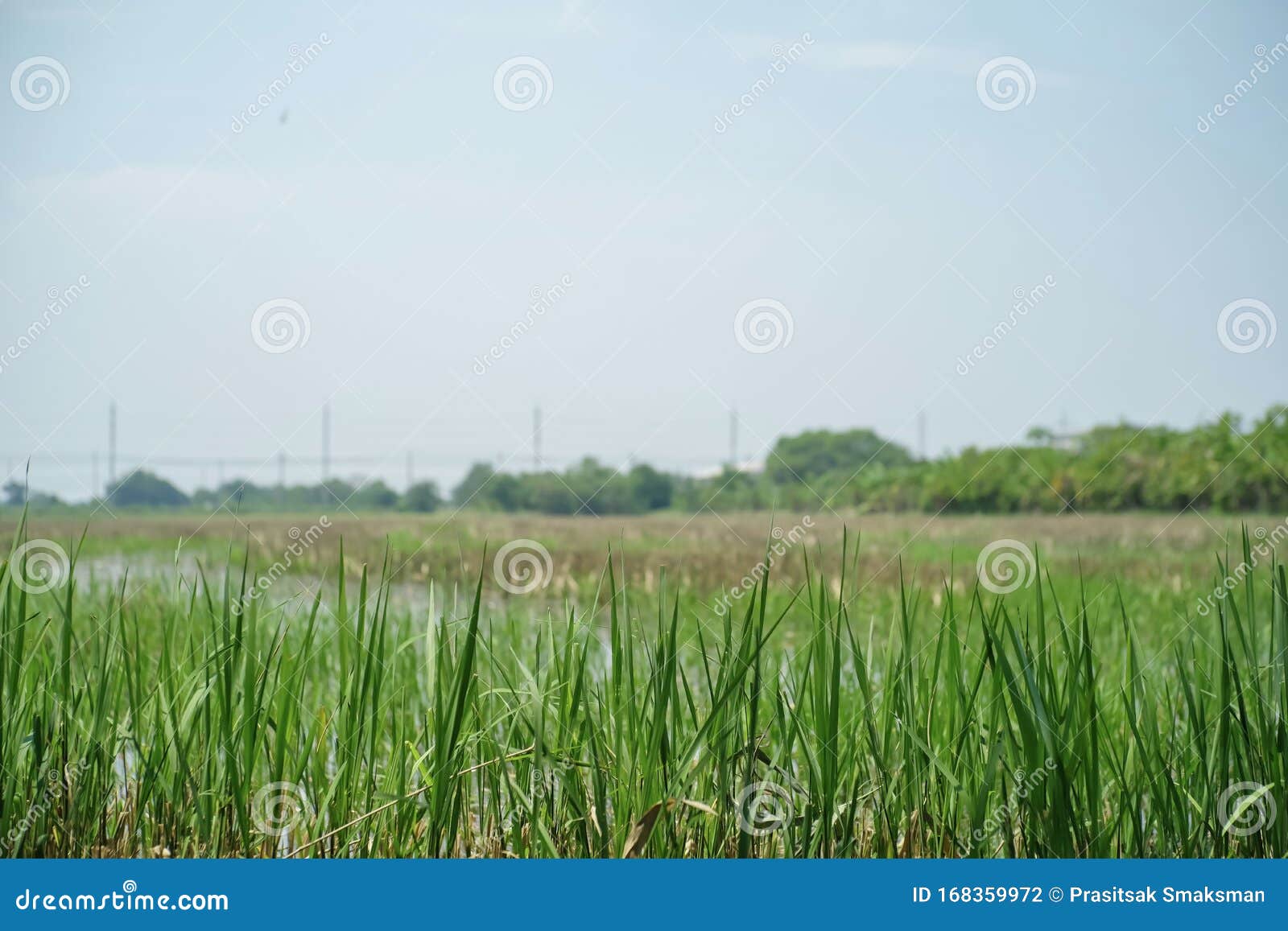 Green rice plants stock photo. Image of germinating - 168359972