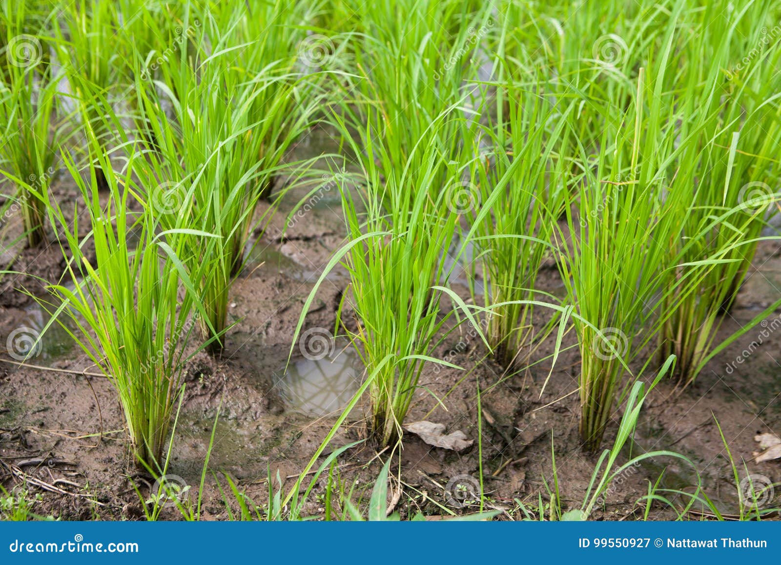 Seedlings of rice stock image. Image of soil, rice, roots - 99550927