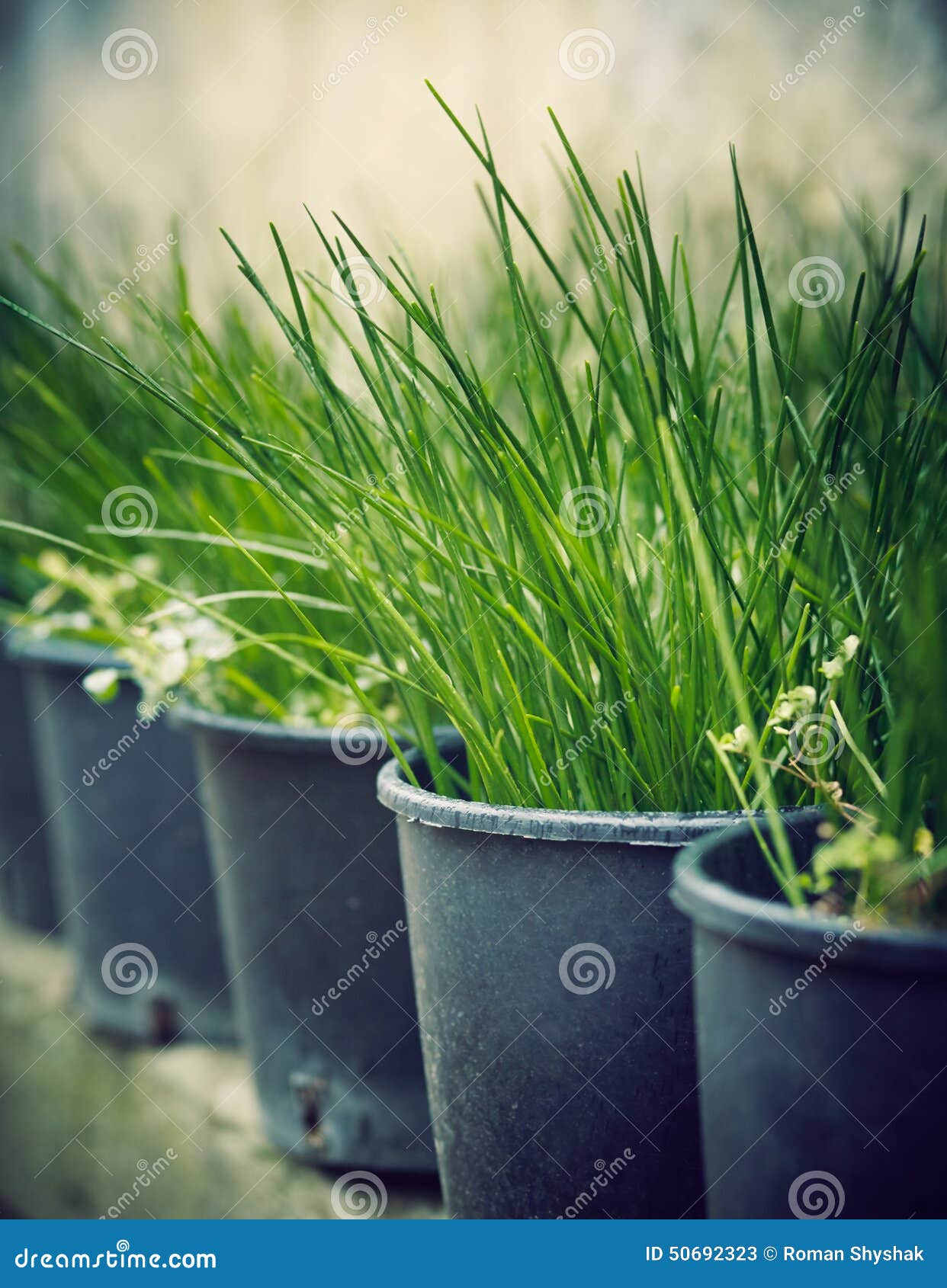 Seedlings stock image. Image of seed, houseplant, sapling - 50692323