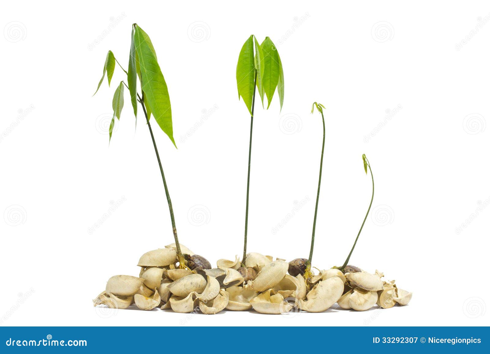 Seedlings of rubber trees. stock image. Image of cultivation - 33292307