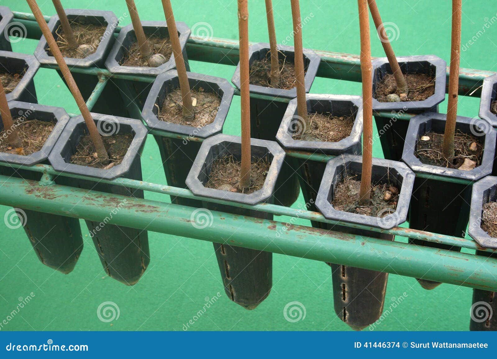 Seedlings of rubber trees stock photo. Image of plant - 41446374