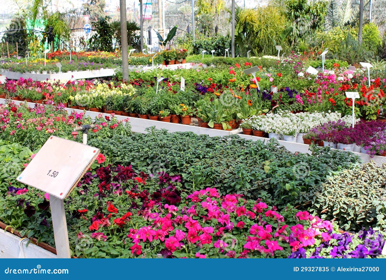 Seedlings of Seasonal Flower Stock Image - Image of greenhouse ...