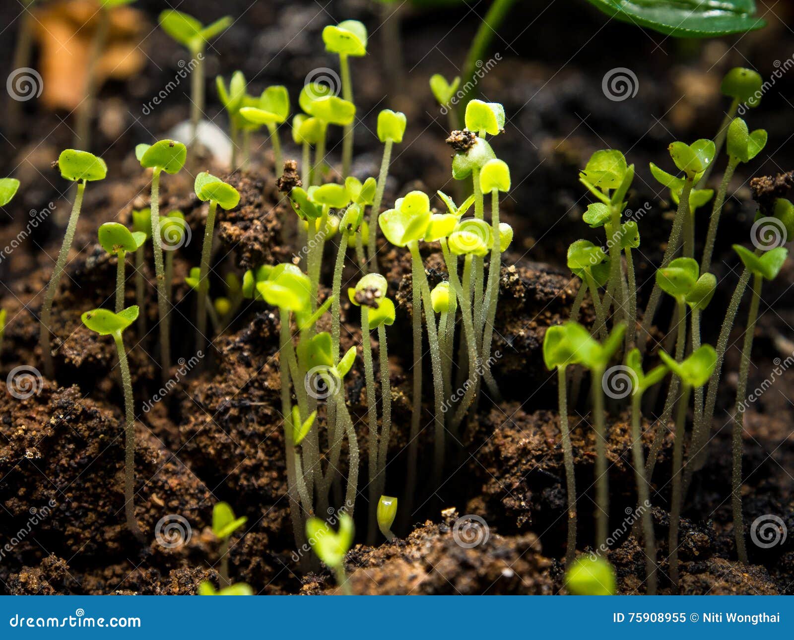 Seedlings, Seedlings of Flowers. Stock Image - Image of nature, green ...