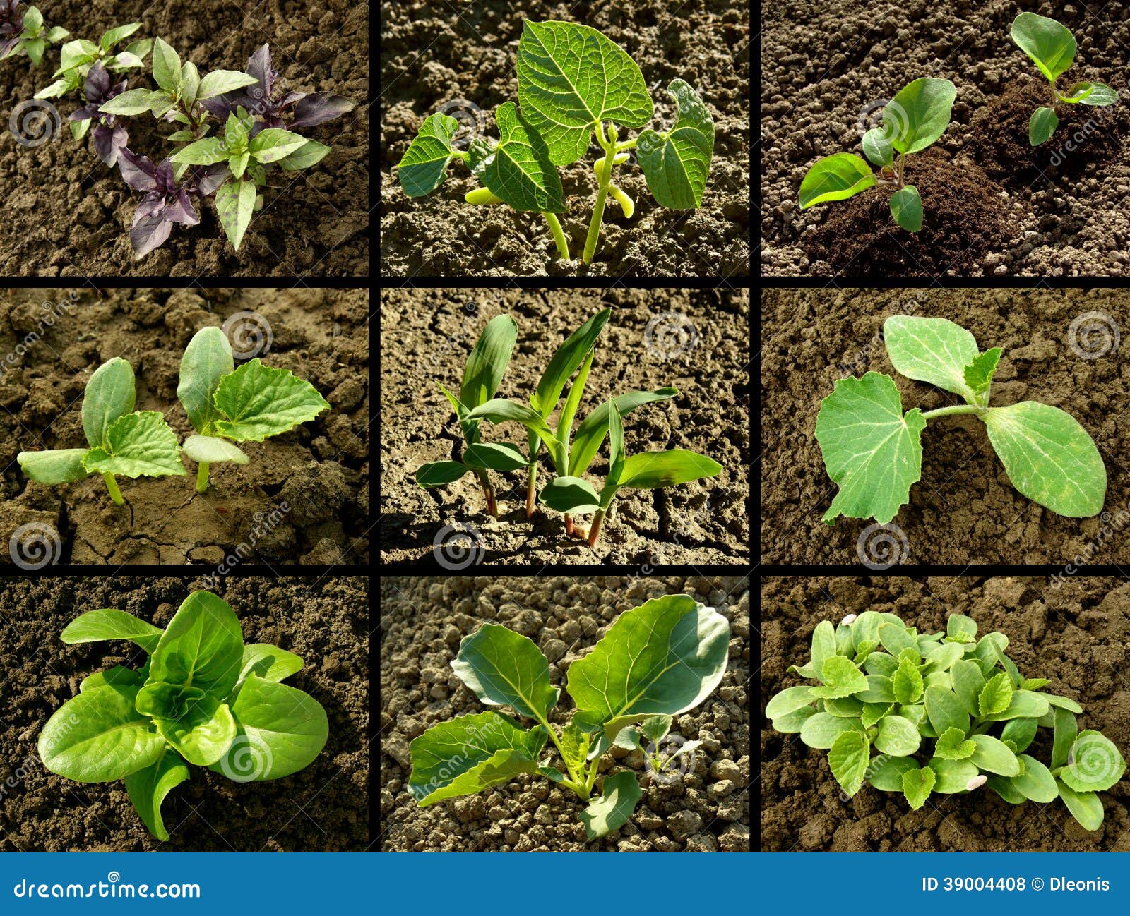 Seedlings set stock photo. Image of lettuce, corn, kitchen - 39004408