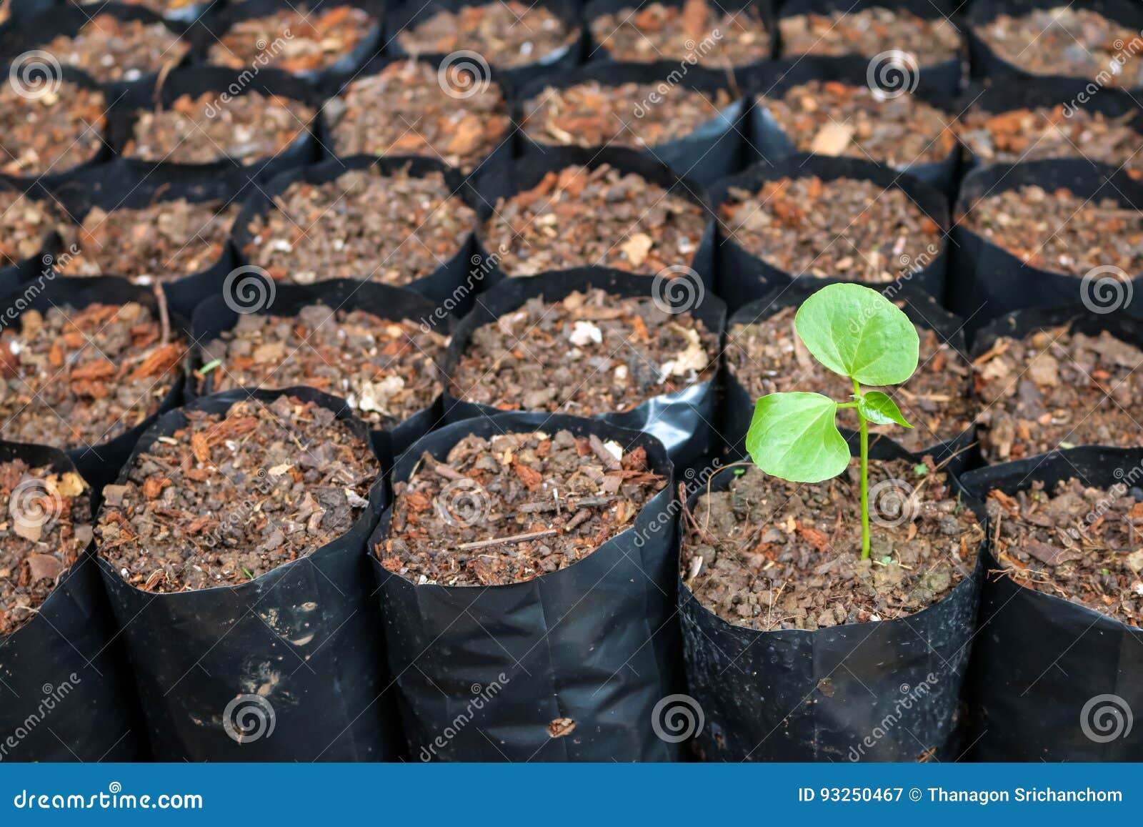 Seedlings with Soil Preparation Plant in the Bag. Stock Image - Image ...