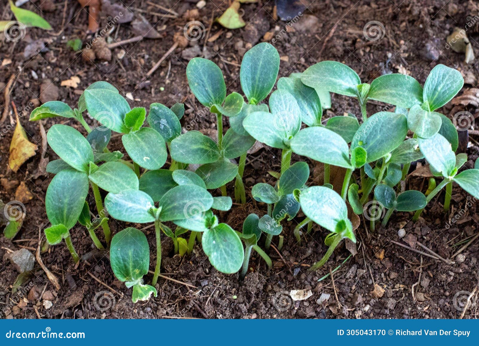 Seedlings Sprouting in a Garden Stock Photo - Image of sprout, garden ...