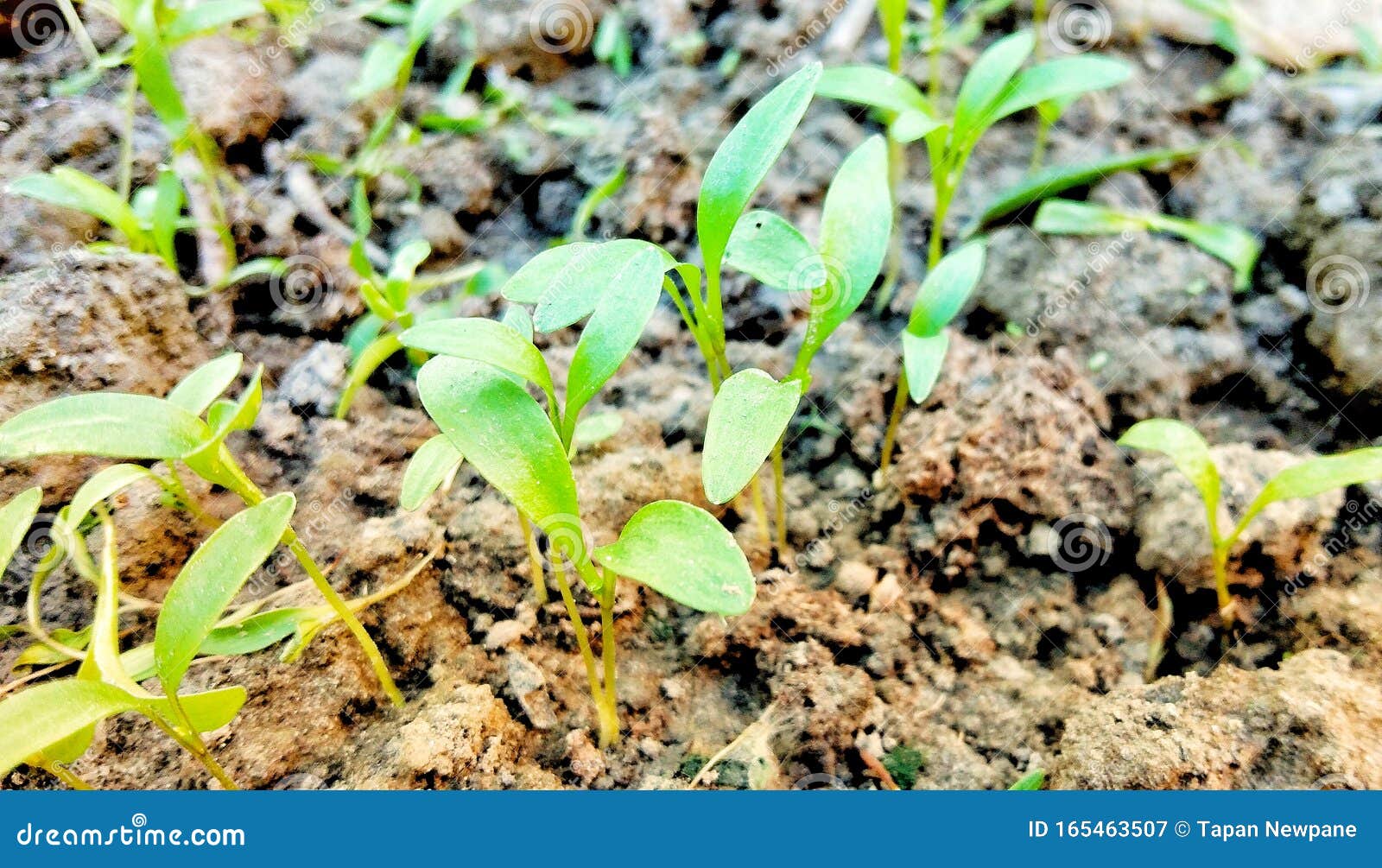 Sprouting Plants Stock Photos - Download 1,844 Royalty Free Photos