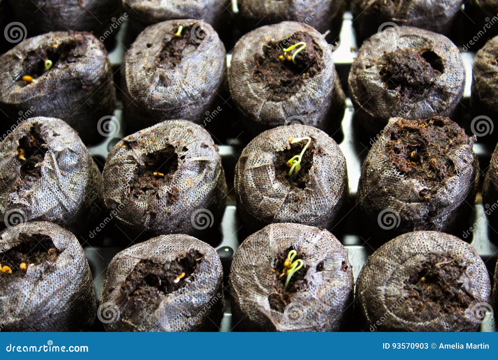 Seedlings Sprouting in Starter Pods Stock Image - Image of quick ...