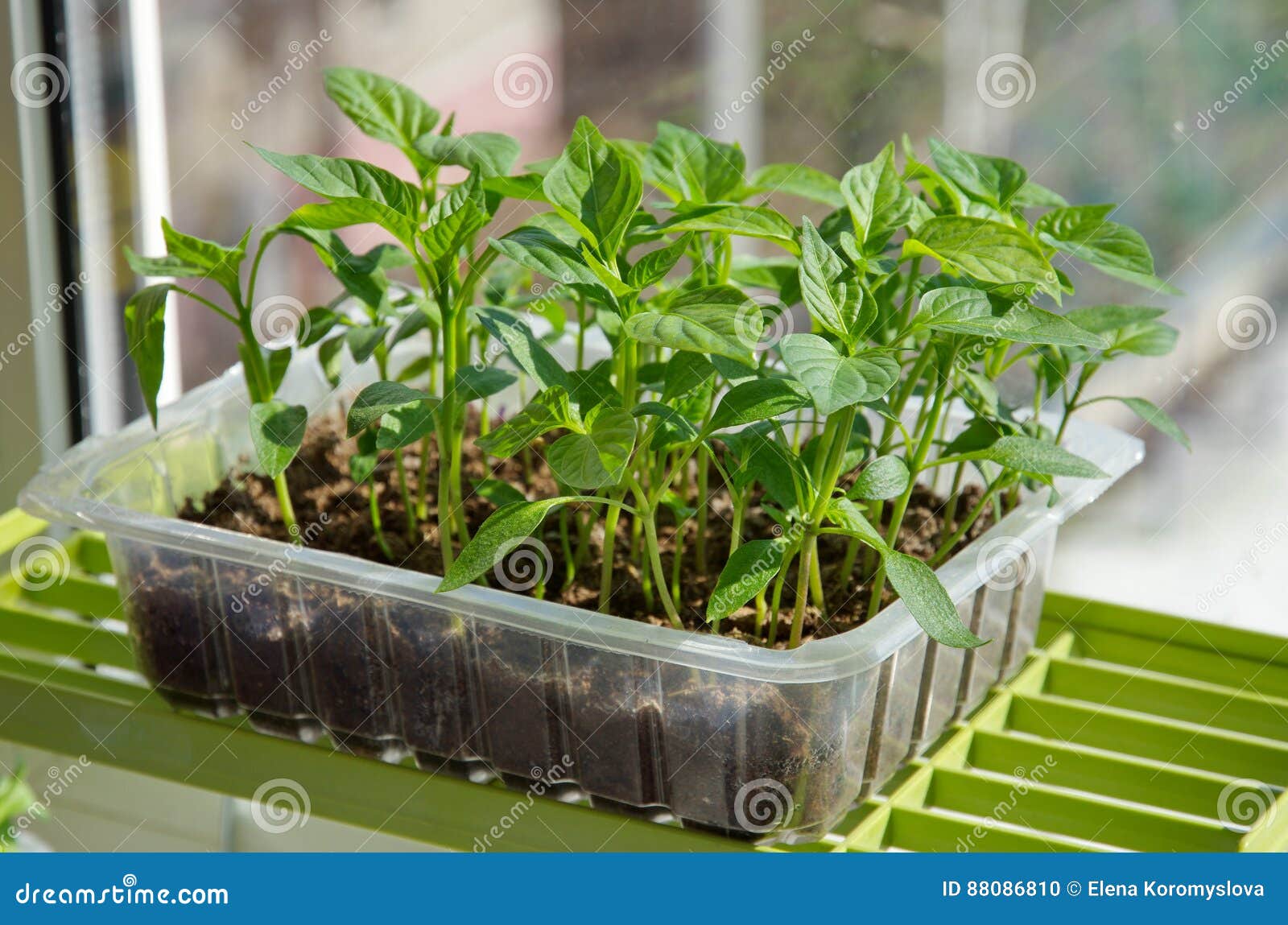 Seedlings of sweet pepper stock photo. Image of bulgarian - 88086810