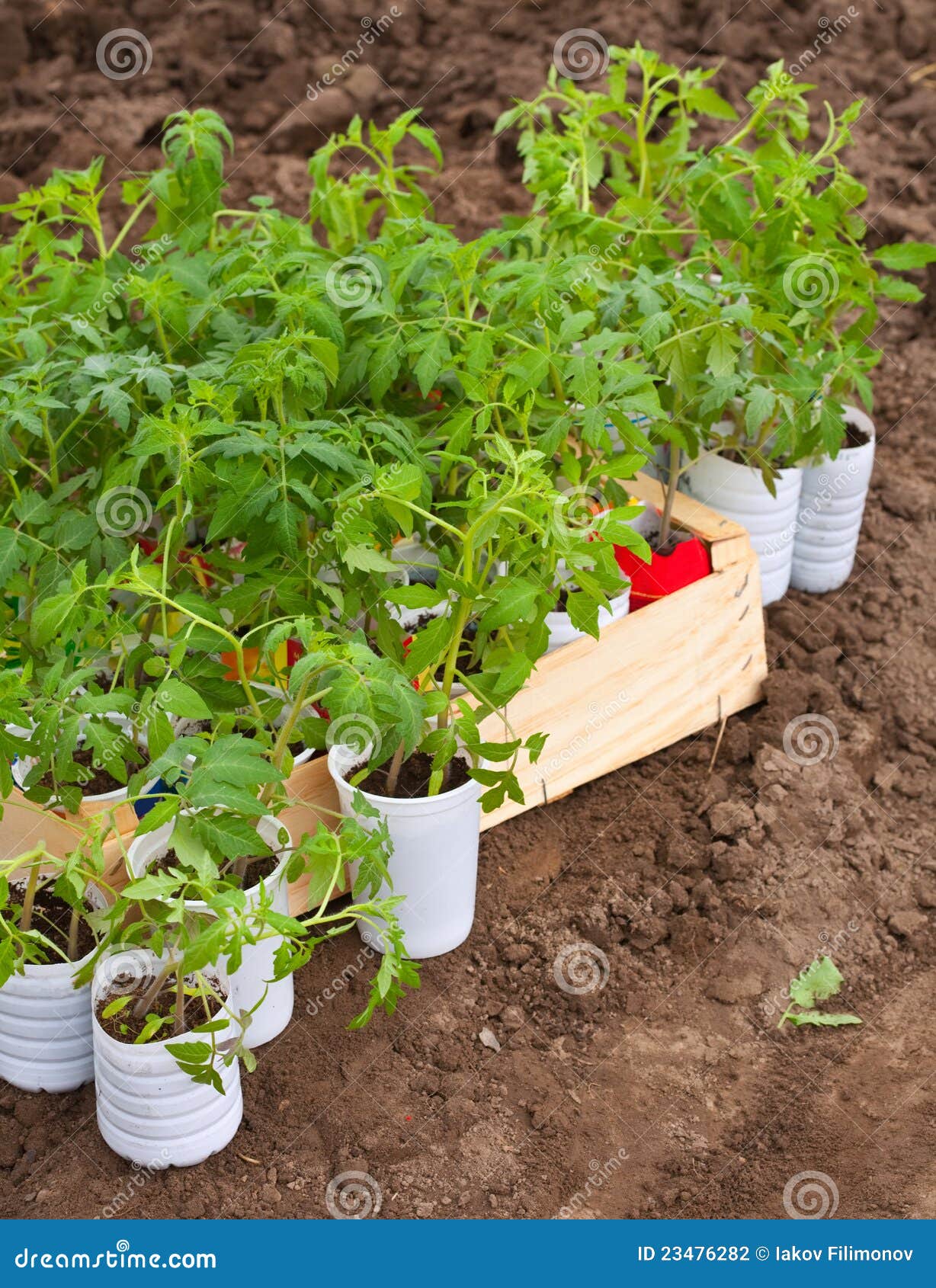 Seedlings tomato stock photo. Image of plant, tomato - 23476282