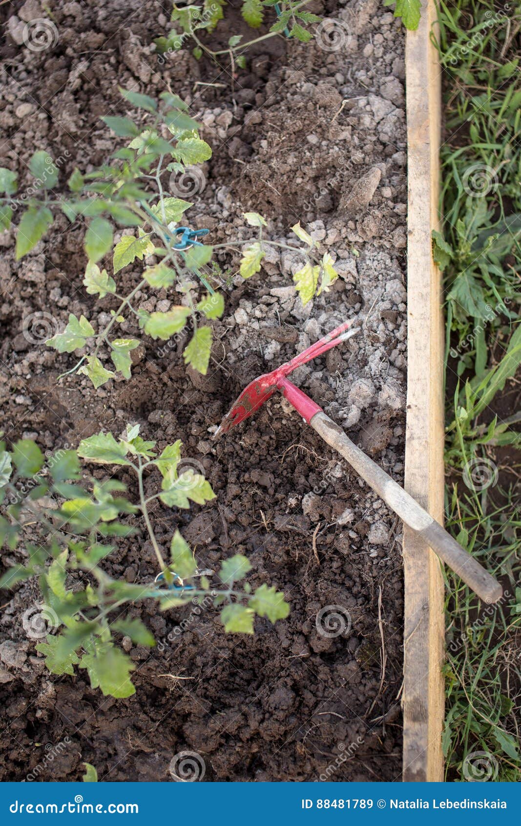 Seedlings Tomato with Tools for Weeding Stock Image - Image of closeup ...