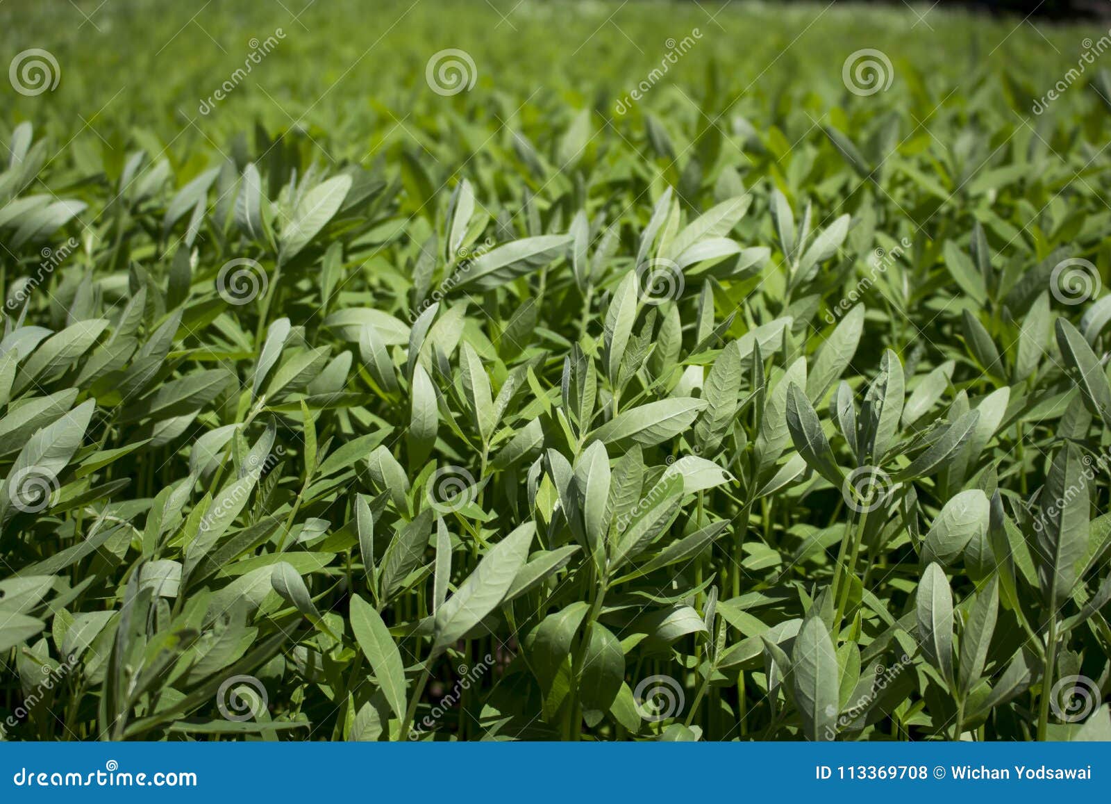 Seedlings Trees Wait on a Plantion in the Nursery Stock Photo - Image ...