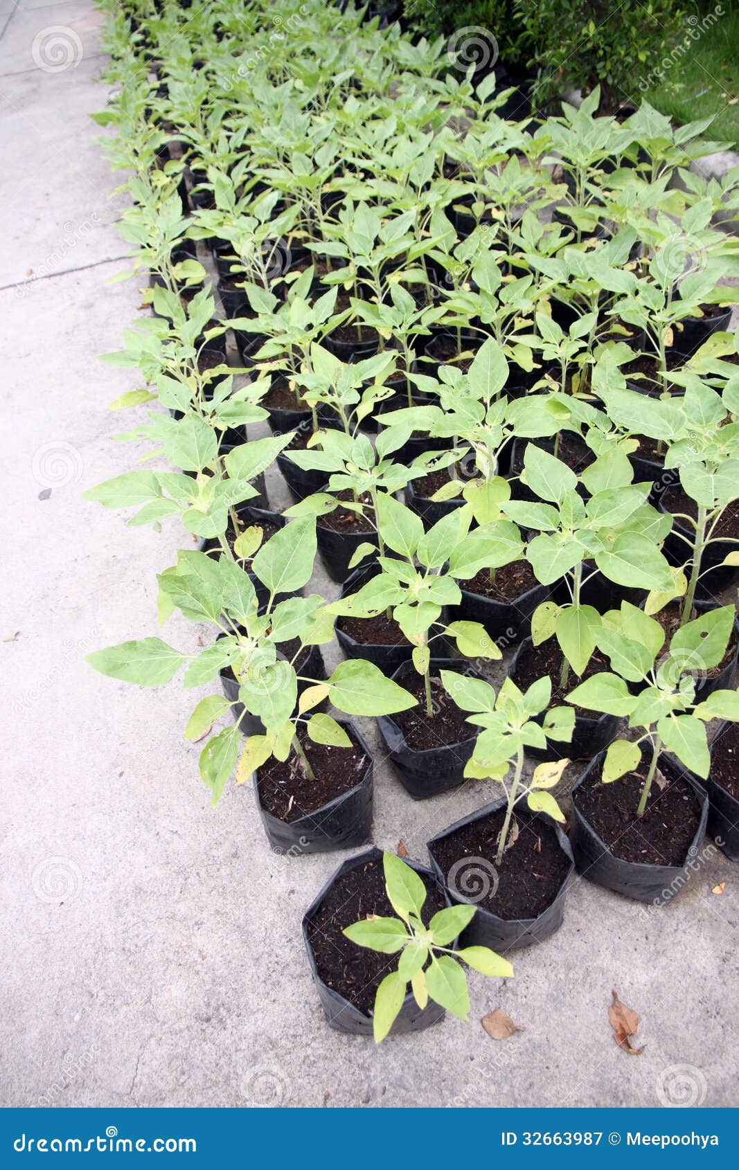 Seedlings of Trees that Will Be Planting. Stock Image - Image of drop ...
