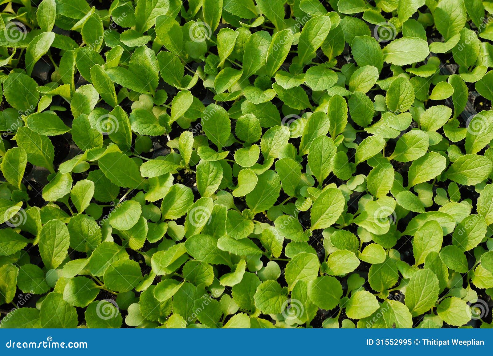 Seedlings stock image. Image of food, seedling, production - 31552995