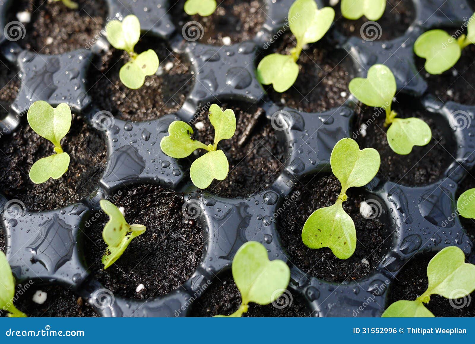 Seedlings stock photo. Image of grown, production, grow - 31552996