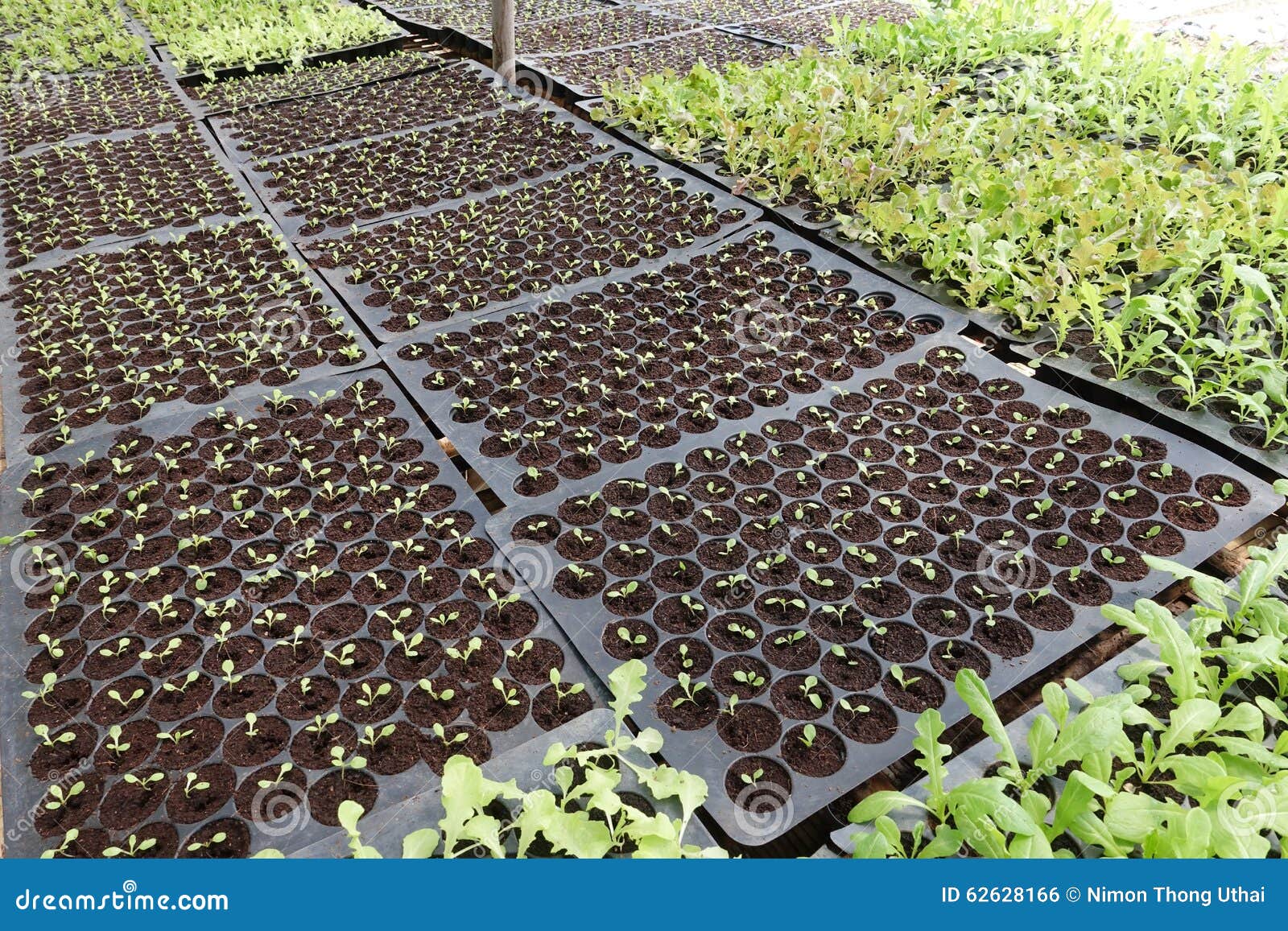 Seedlings on the Vegetable Tray Stock Photo - Image of garden, botany ...