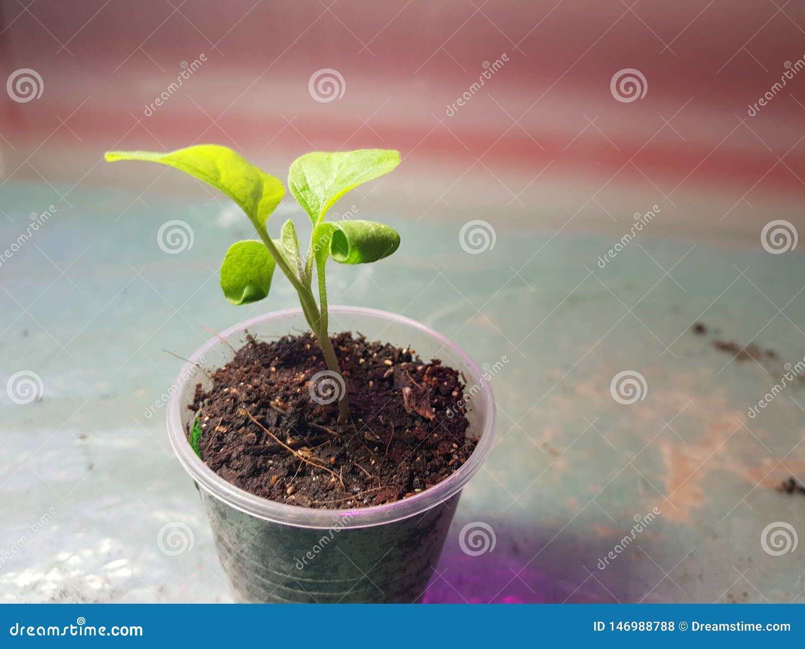 Seedlings - Very Beautiful Eggplant Seedlings in a Pot Stock Photo ...