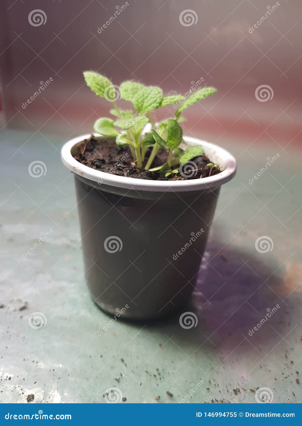 Seedlings - Very Beautiful Seedlings of Sage in a Pot Stock Image ...